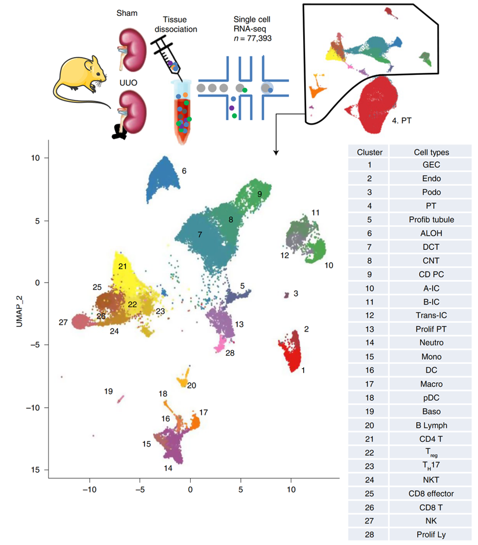 scRNAseq of Mouse Kidney Fibrosis (UUO)